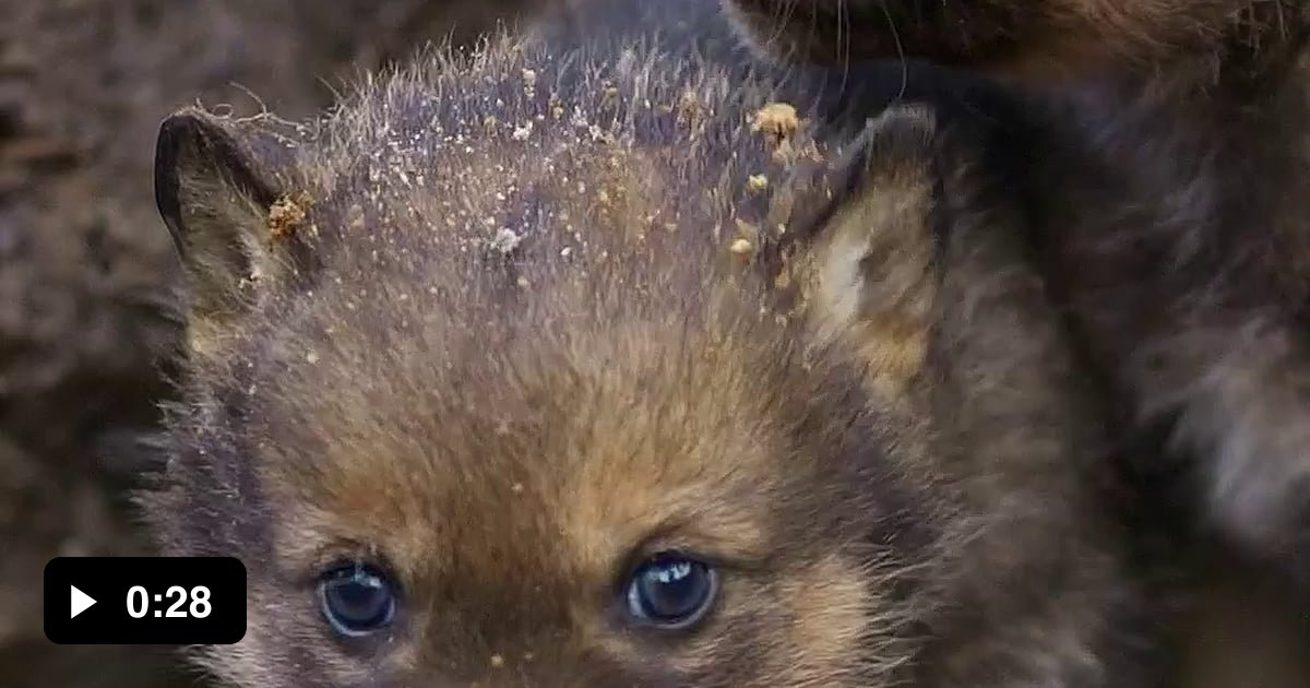 A vicious pack of wolves - 9GAG