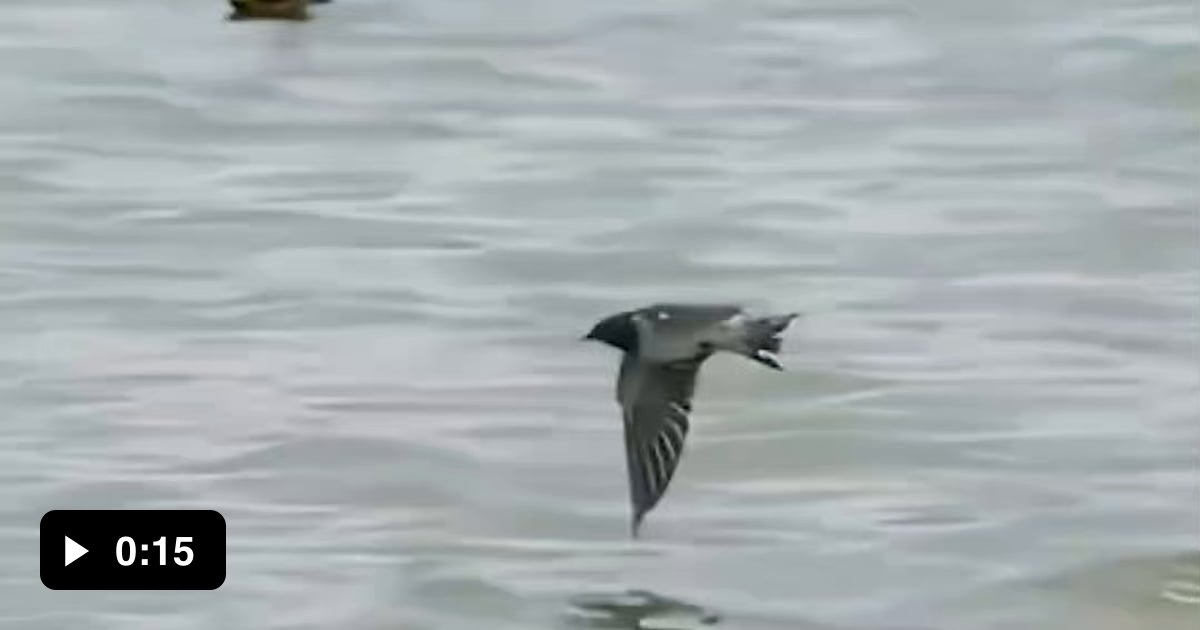 Birds flying over rivers are not necessarily safe food for fish. - 9GAG