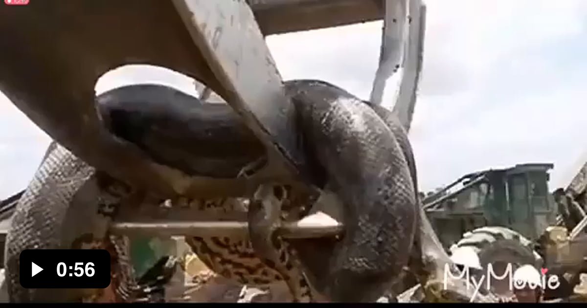 33 feet giant snake - 9GAG