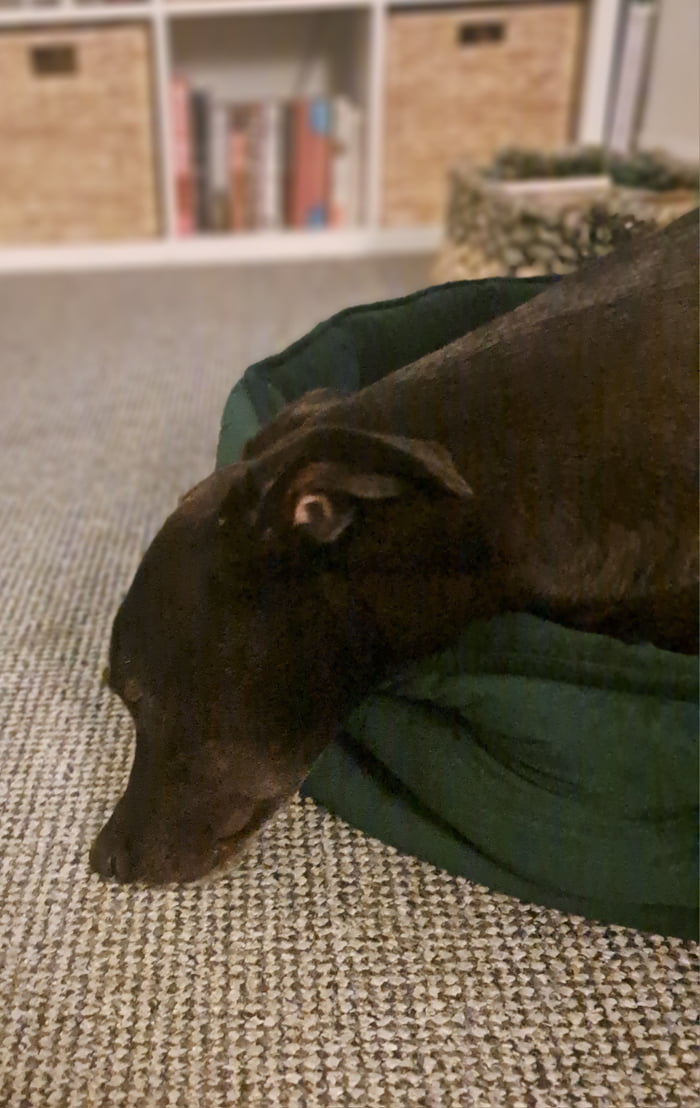 Me too, dog. Me too. - 9GAG