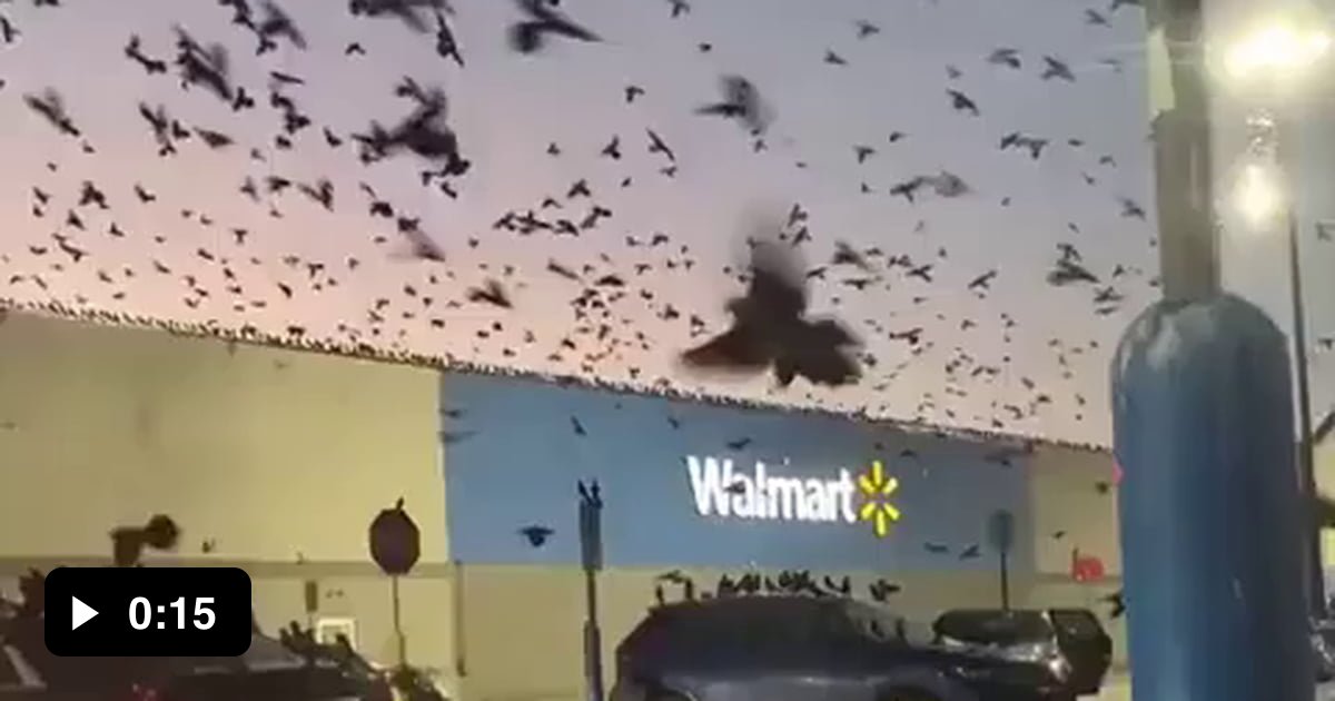 Number of Crows outside this Walmart - 9GAG