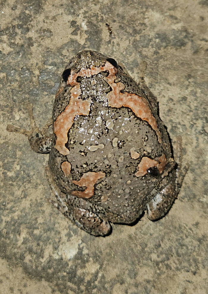 Its not a wensday, so here's a banded toad - 9GAG