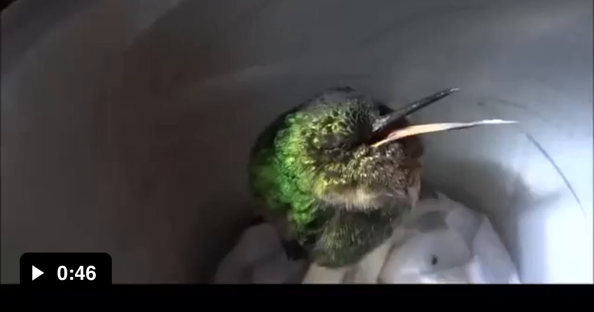Hummingbird power naps hit different. - 9GAG