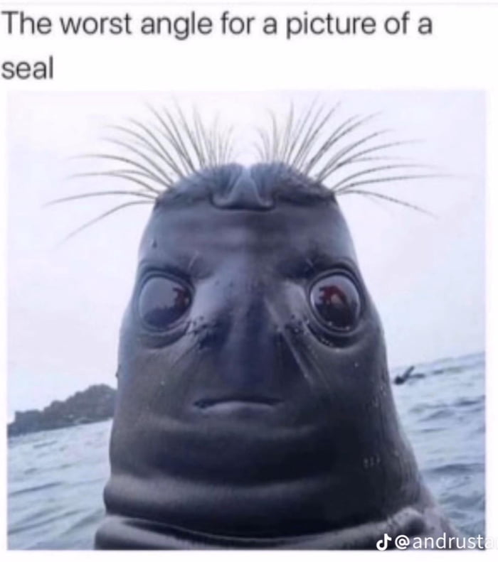 Seal-iously, this angle is rough. - 9GAG