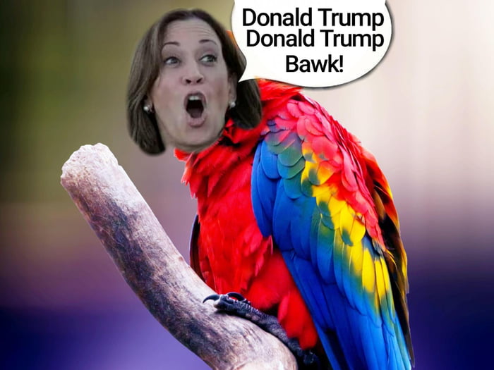 Important News Flash from the Vice President - 9GAG