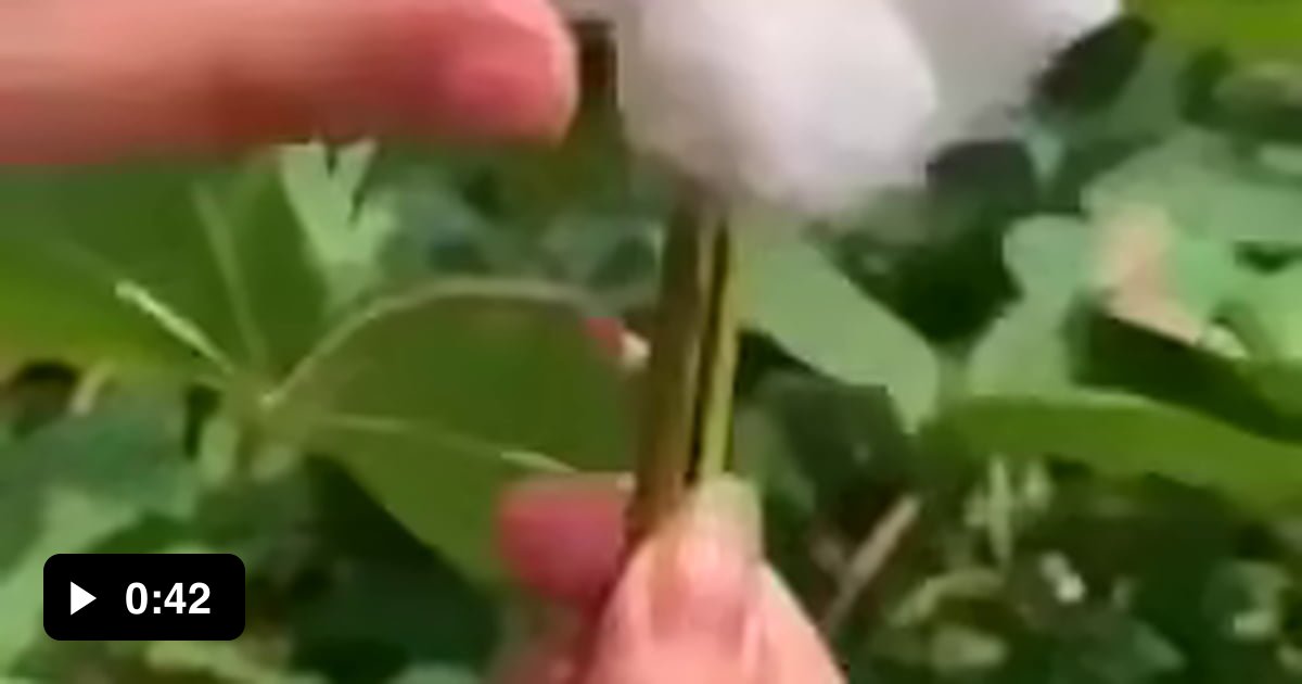This is how to pick cotton - 9GAG