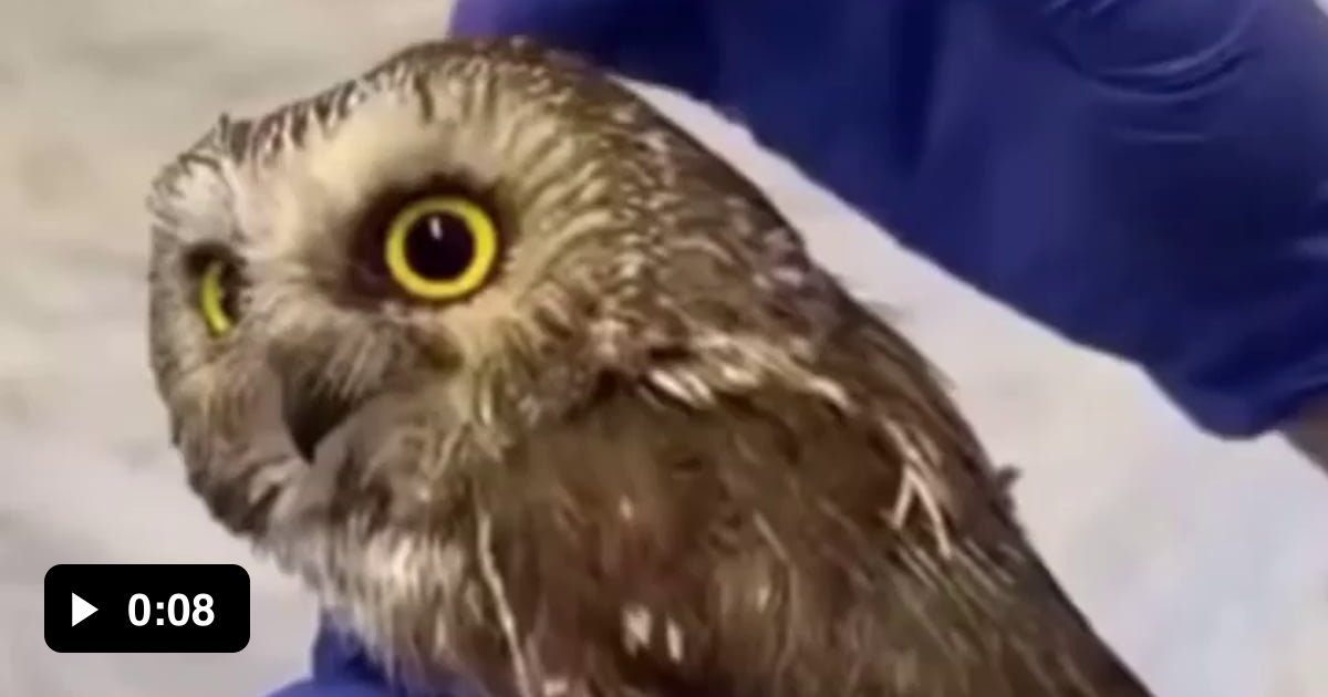 Ever wondered why owls hear so well? - 9GAG