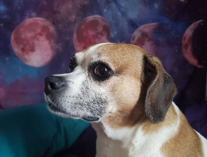 Maxine, guardian of the moon - 9GAG