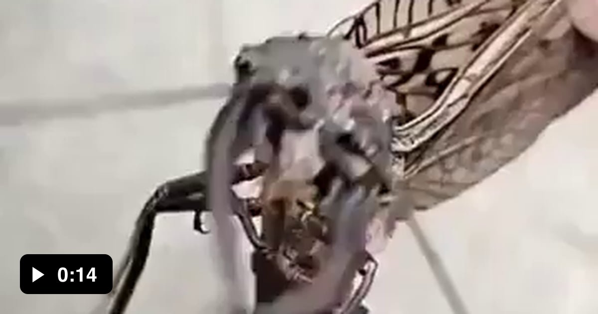 Of a Flying Insect. - 9GAG