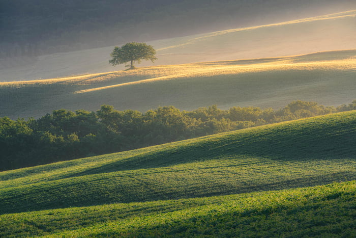 A lone tree growing in a field in Tuscany - - @gregoire_pns_photography - 9GAG