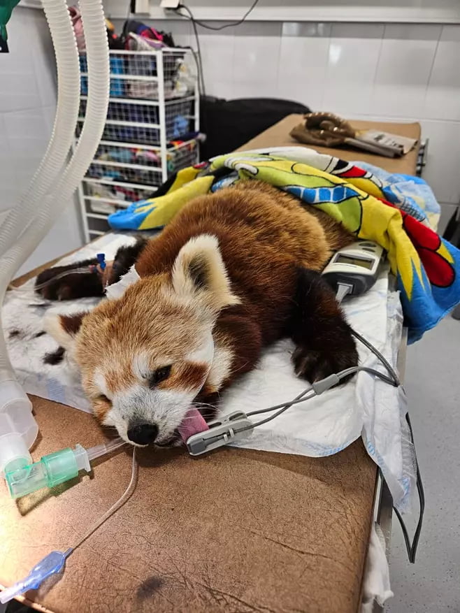 Little girl got bitten by a snake - 9GAG