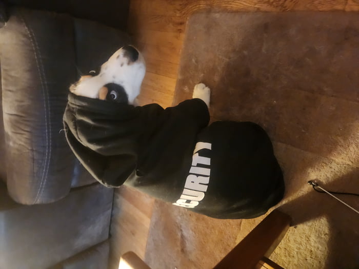 Jesse, our 15 week old Australian shepard in his new sweatshirt, he is ...