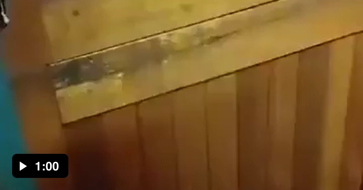 The bush babies - 9GAG