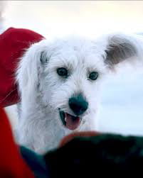 Good boi krypto - 9GAG