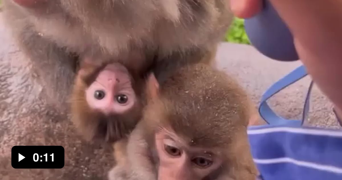 Monkey family takes shade under man's umbrella to escape rain - 9GAG