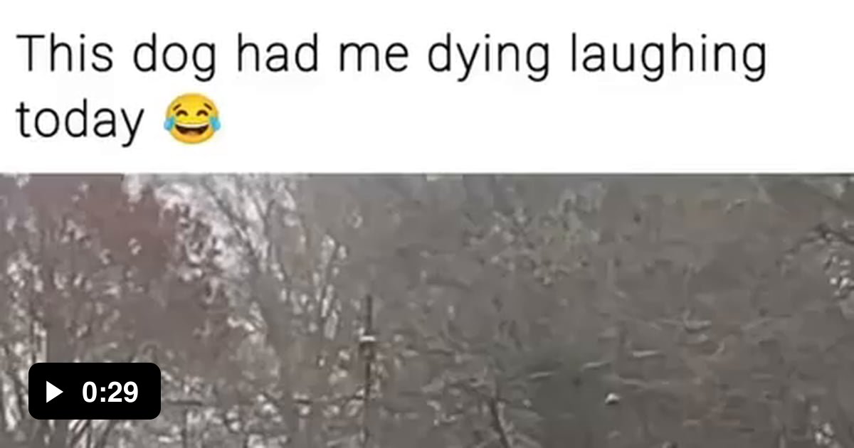 What's going side to side? The dog 😂😂😂 - 9GAG