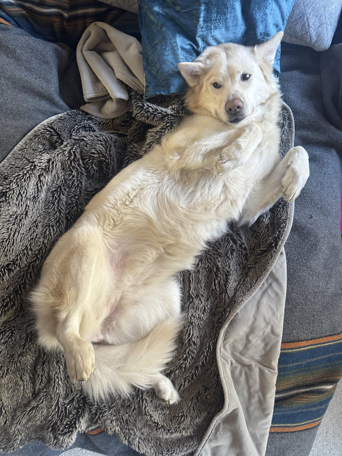 Cozy pupper doin a nap on not her bed - 9GAG