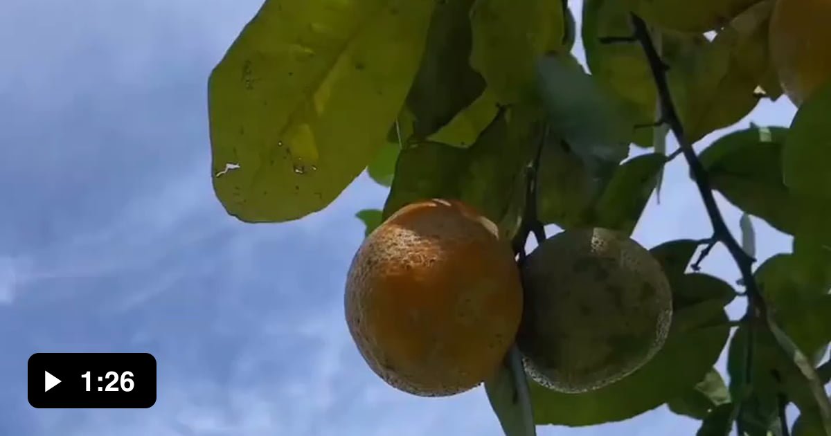 Crafting a fruit harvester from a plastic bottle - 9GAG