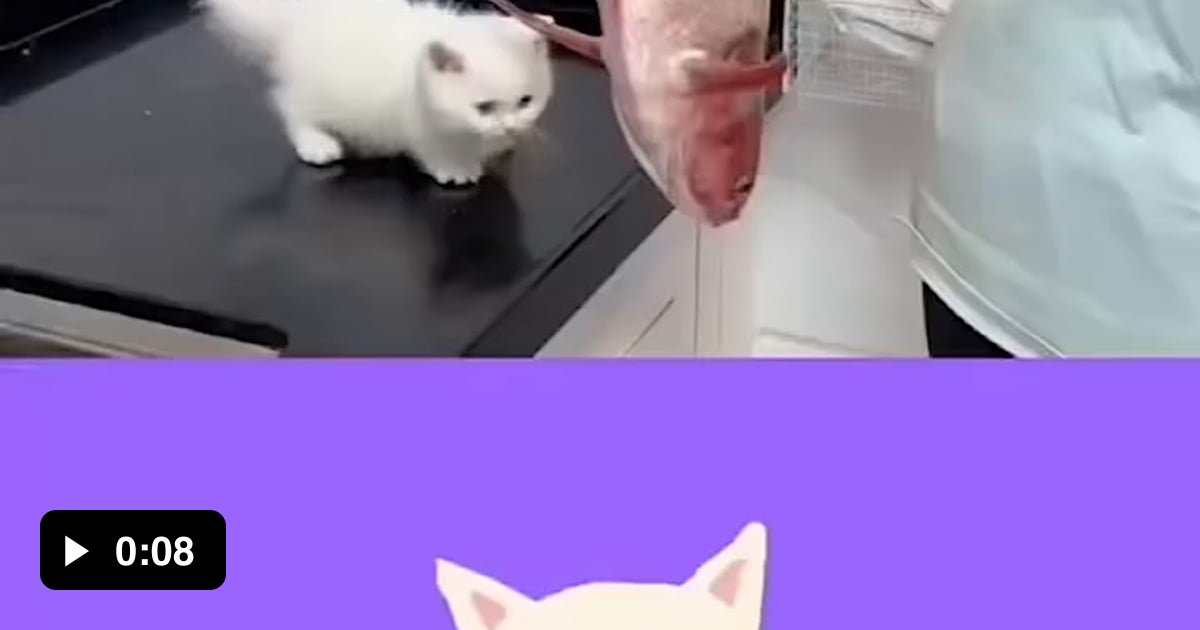 Tiny kitten in a big world - 9GAG