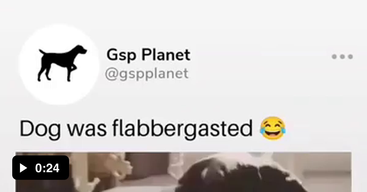 Dog was ready to throw paws. - 9GAG