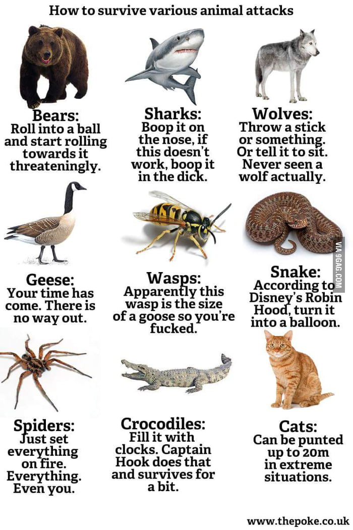 How to survive deadly animal attacks!!! - 9GAG