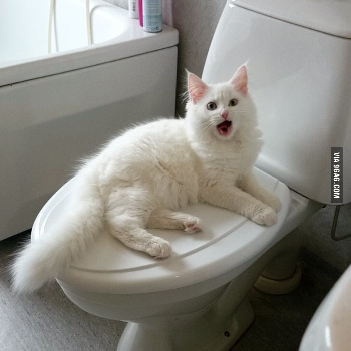 My cat screamed at me this morning. - 9GAG
