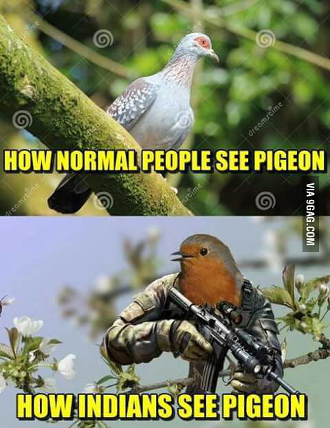 Poor pigeon in jail for Being just a Messenger 😂 Everything is possible ...