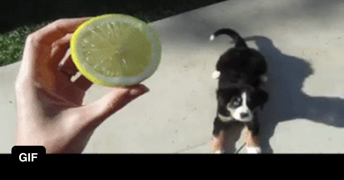 When life gives you a lemon, lick it, bark at it, and generally freak ...