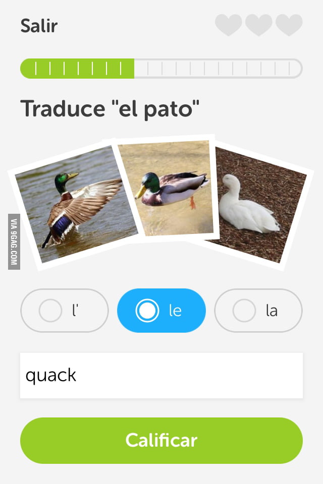 Translate duck from "Mexican" to French - 9GAG