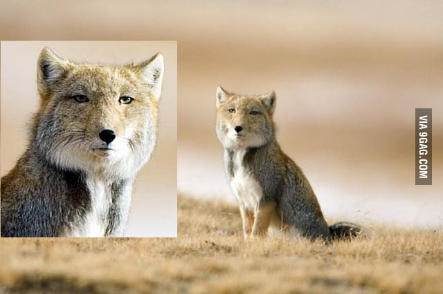 Tibetian Fox. Looks always disappointed. - 9GAG