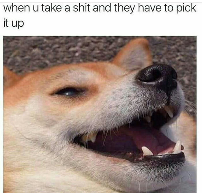*laughs in doge* - 9GAG