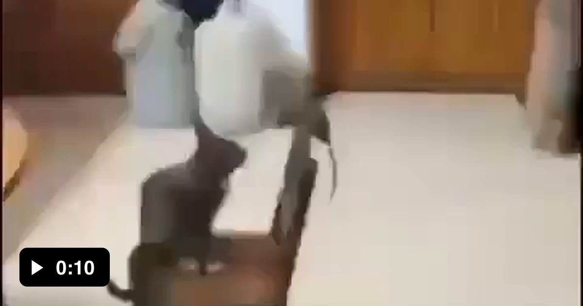 Stubborn cat and mouse - 9GAG