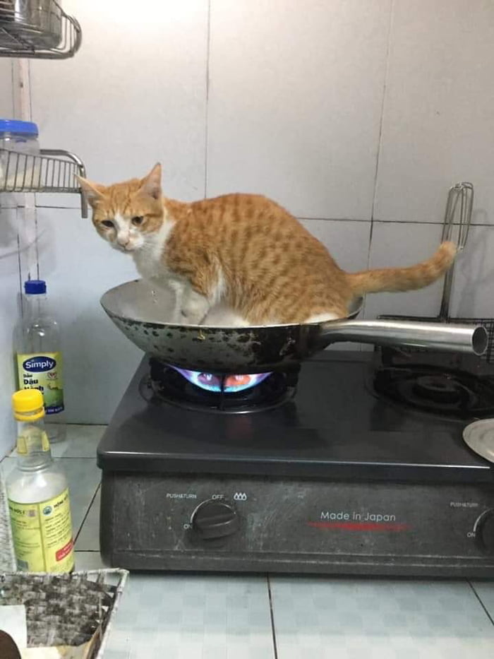 Nom nom my meo meo - 9GAG