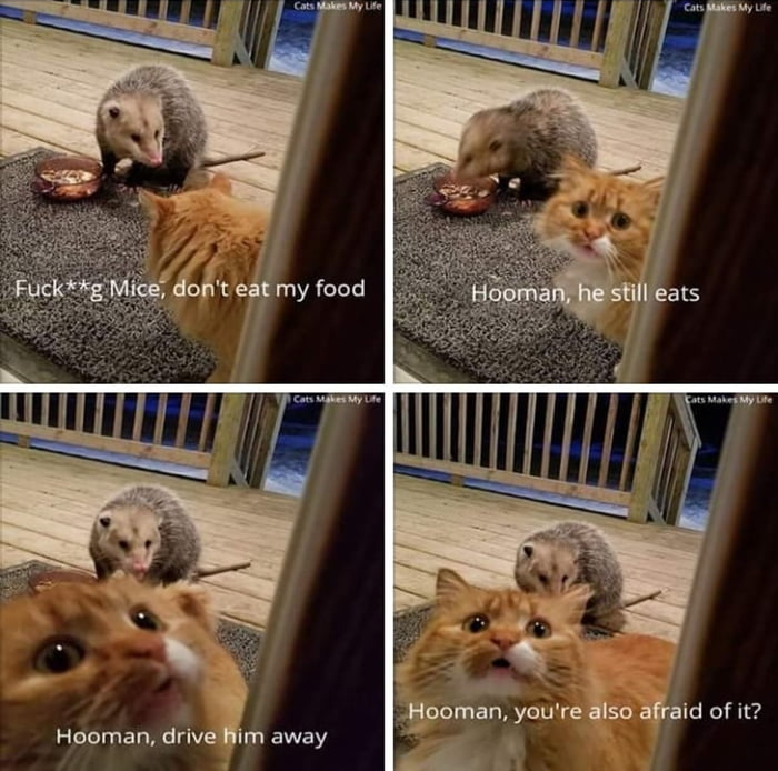 Do something hooman - 9GAG