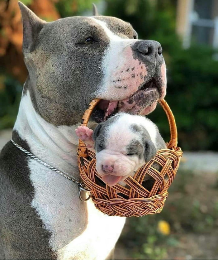 Proud Pitbull Parent Presenting Puppy - 9GAG