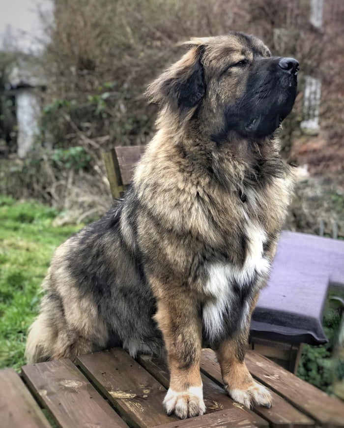 Giant fluffy wise boi - 9GAG