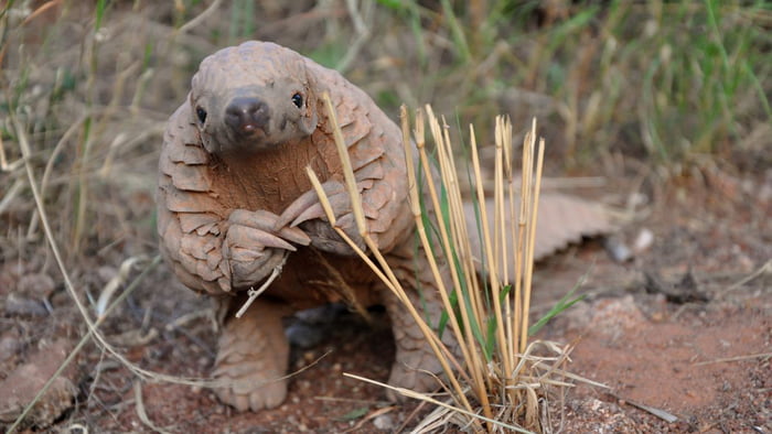 The pangolin dares not tell you, but he is really sorry - 9GAG