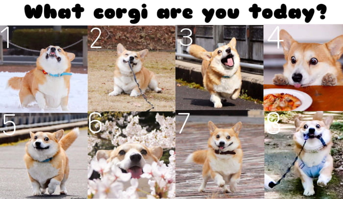 Corgi moods - 9GAG