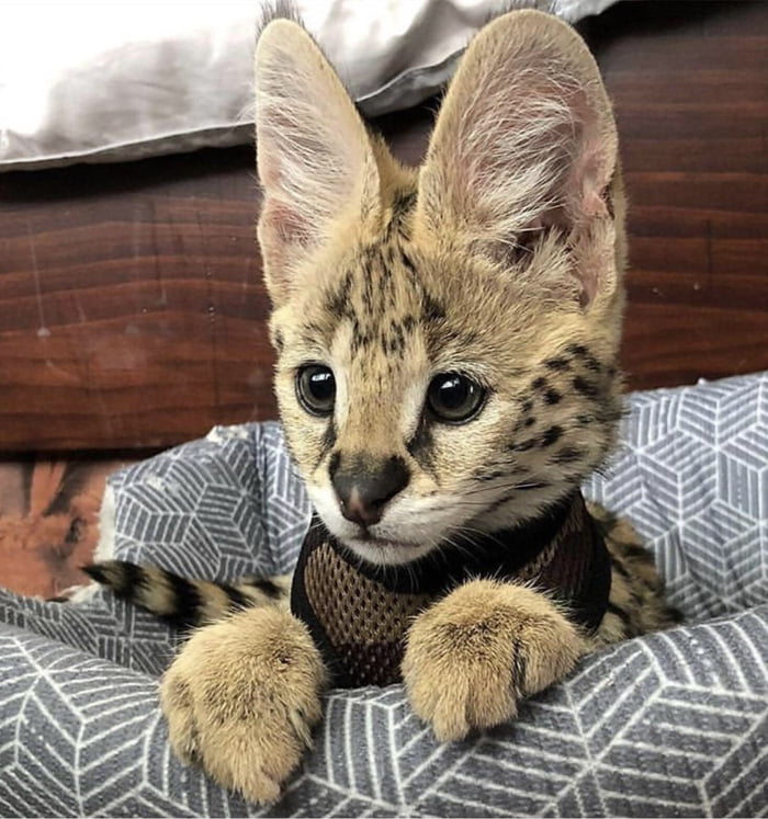 Look at the ears on this baby Serval! - 9GAG