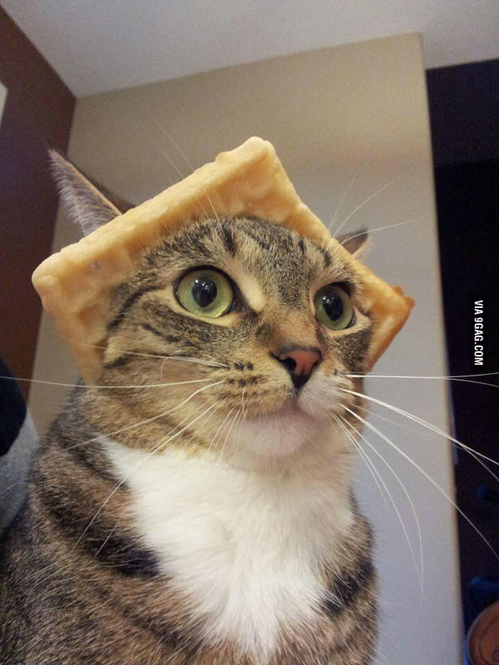 Cat + Waffle = Majestic as F**k - 9GAG
