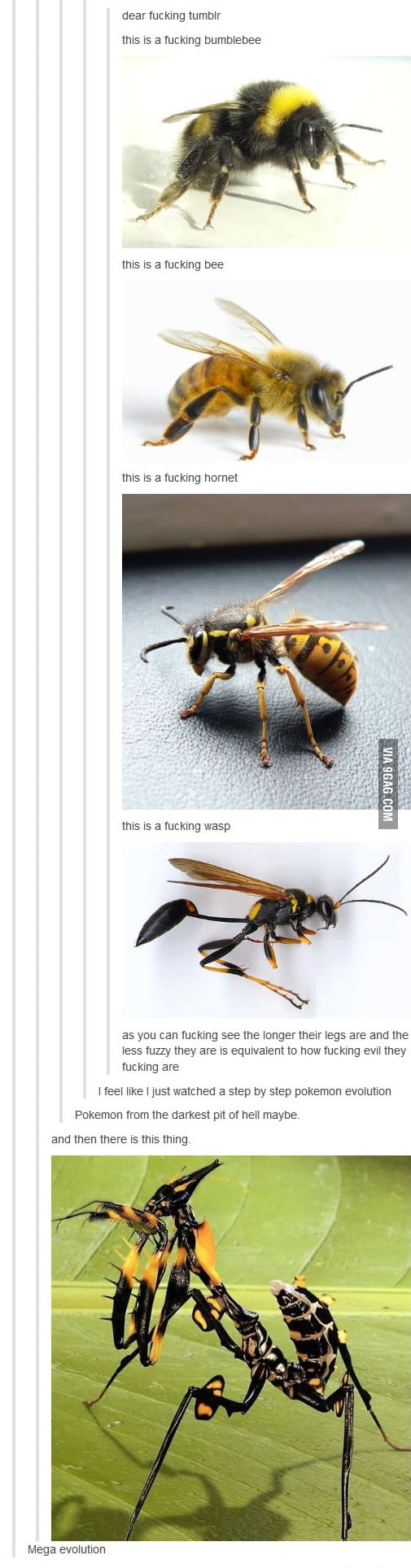 A MOTHAFUKING BEE - 9GAG