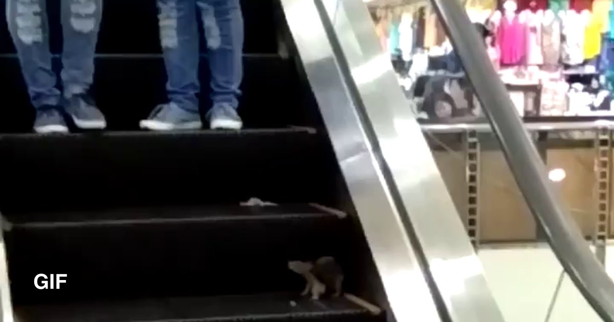 Rat trying to freak people out - 9GAG