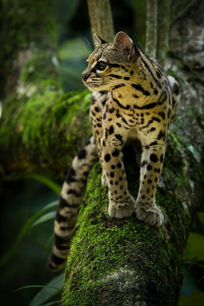 Margay Cat - 9GAG