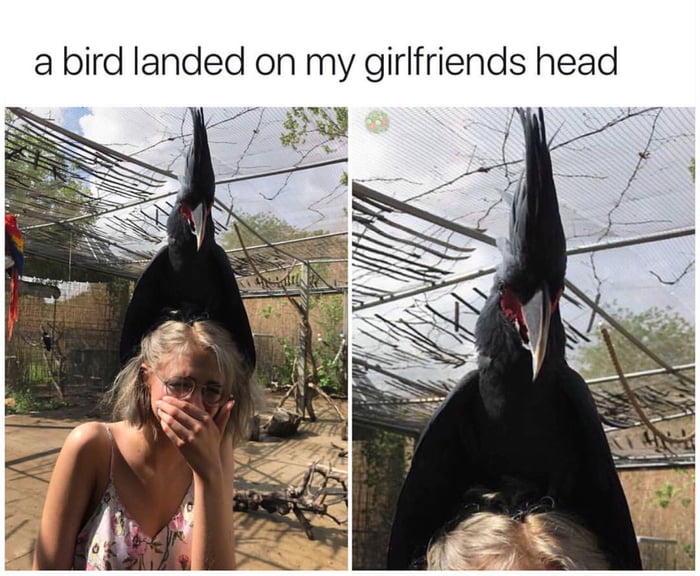 If that bird landed on me I’ll die instantly - 9GAG