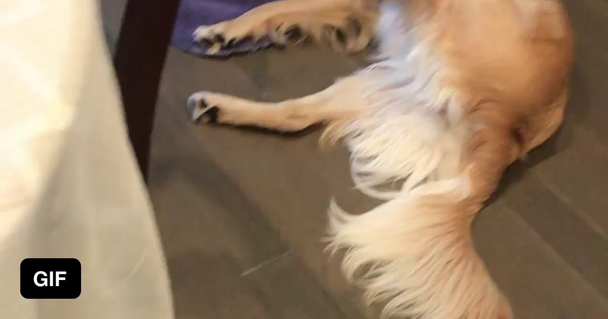 STArvING dOGgo FOrced TO cAnaBaLIsE HiMSelF - 9GAG