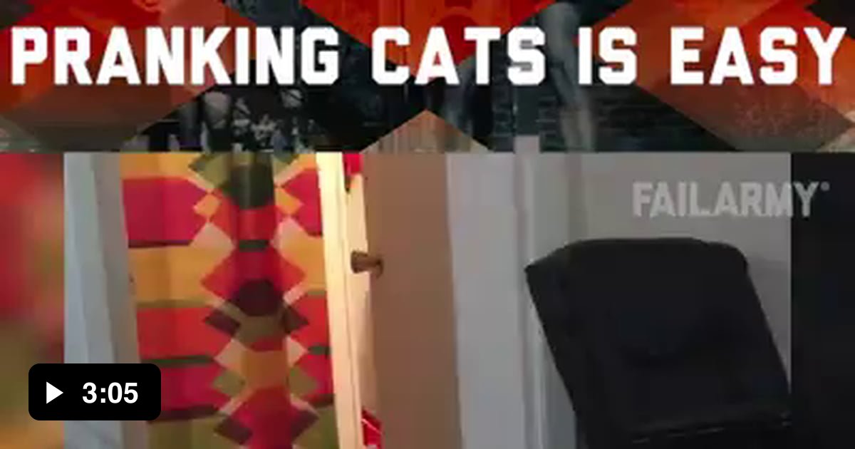 Trolling cats 101 - 9GAG