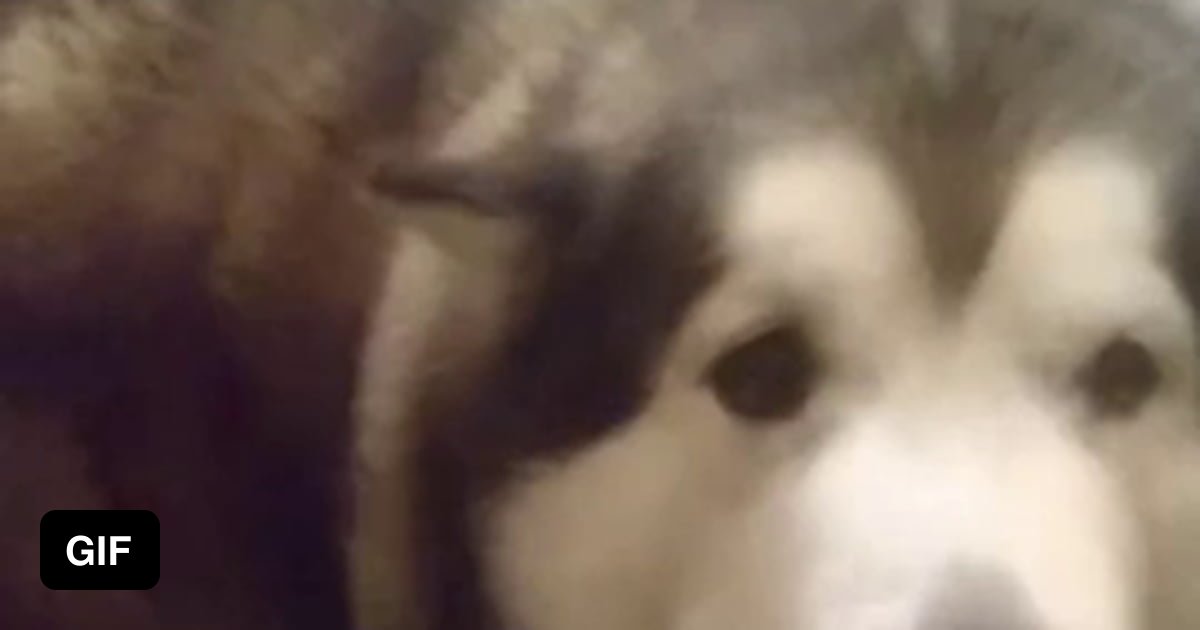 SAvAGe wOlveS vIOlentlY Maul PooR wOmaN - 9GAG