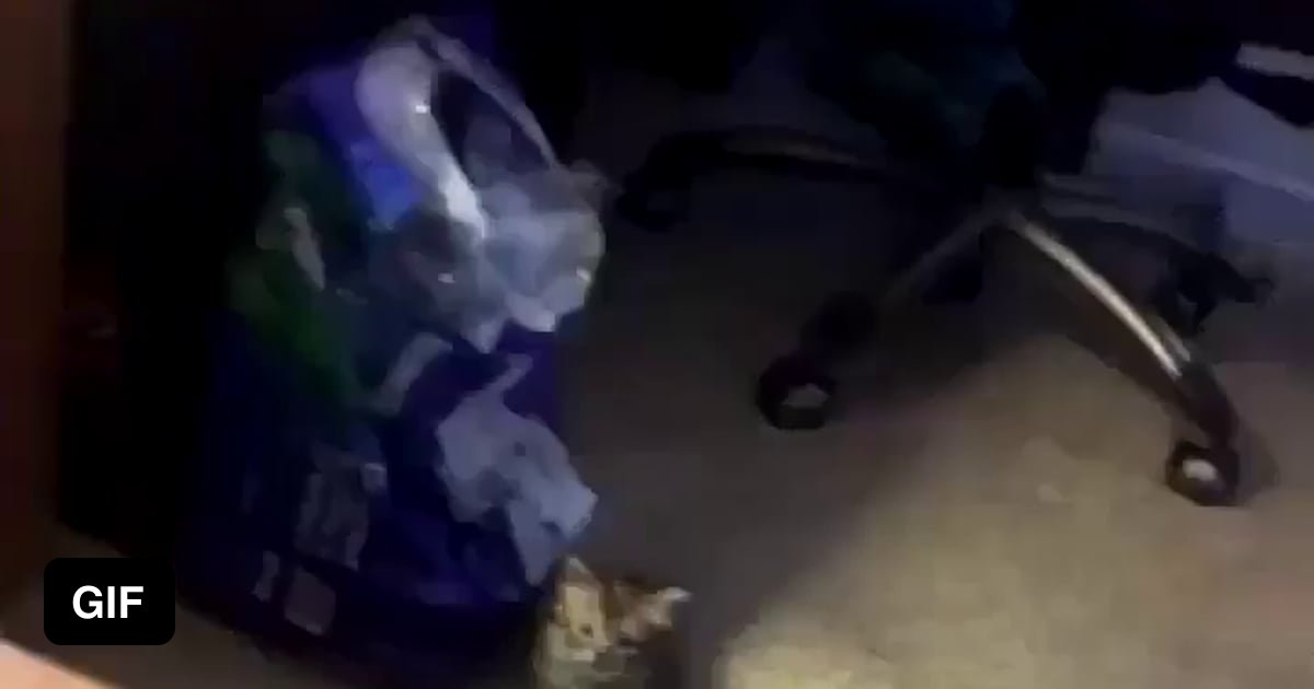 Instead of hopping on the bed this kitty just mimics his taps - 9GAG