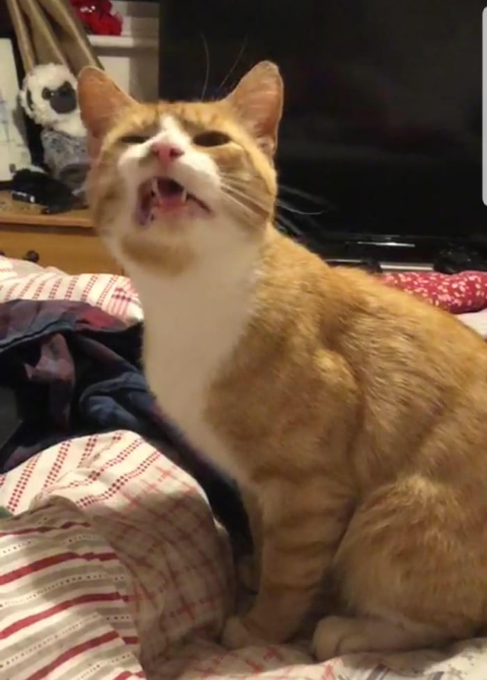 I caught him mid-sneeze - 9GAG
