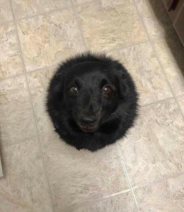 How round this dog is - 9GAG